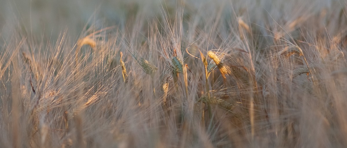 Contacts – Boxted Village Website