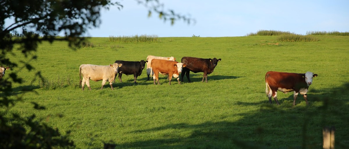 Planning Applications – Boxted Village Website